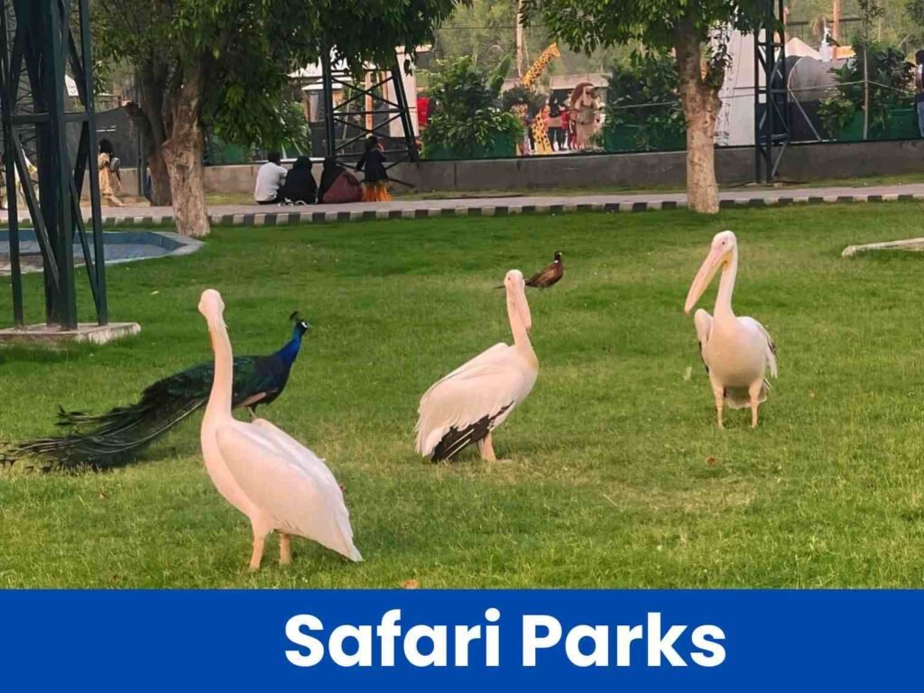 Safari Park Lahore - Complete Guide (2025)